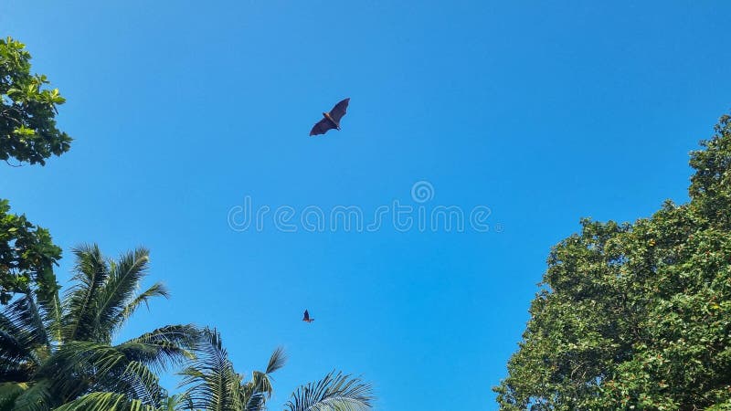 Flying Fox on Maldives Island. Fruit Bat Flying. Gray-headed Flying Fox ...
