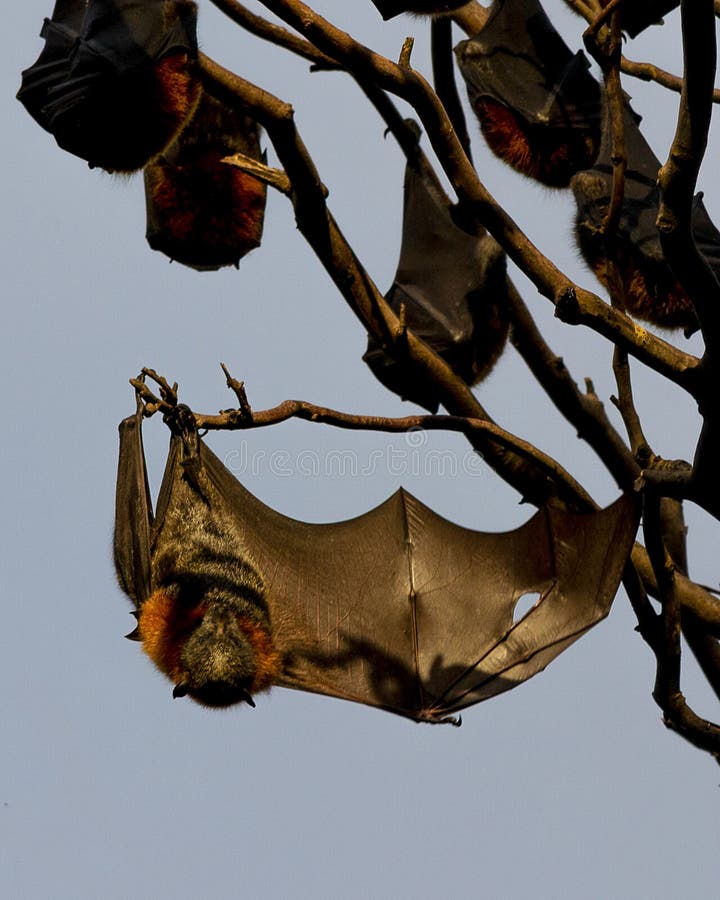 Flying fox stock photo. Image of leaf, melbourne, animal - 255568526