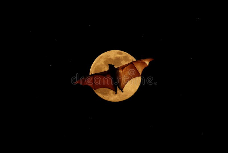 Flying fox at night stock image. Image of october, night - 75985843