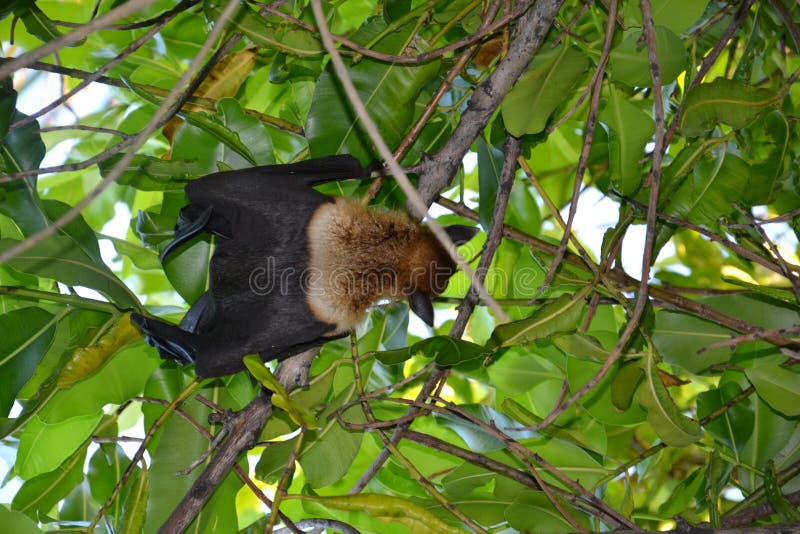 Flying fox stock photo. Image of india, outdoor, mouse - 82674660