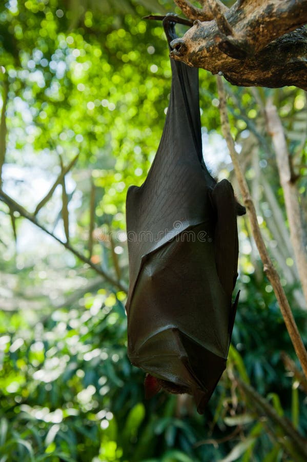 Flying Fox stock photo. Image of exotic, wildlife, mammal - 35187664