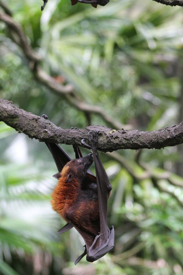 Flying Fox stock photo. Image of branch, natural, motherhood - 32758464