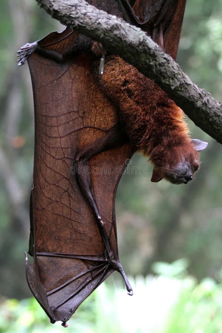 186 Natural Hairy Mom Stock Photos - Free & Royalty-Free Stock Photos from Dreamstime