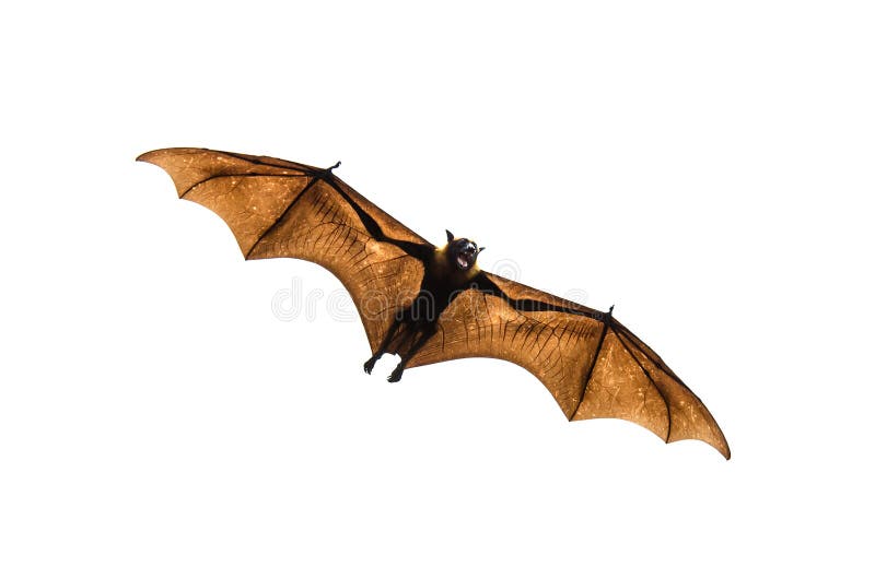 Flying Vampire Bats Isolated on White Background Stock Image - Image of ...