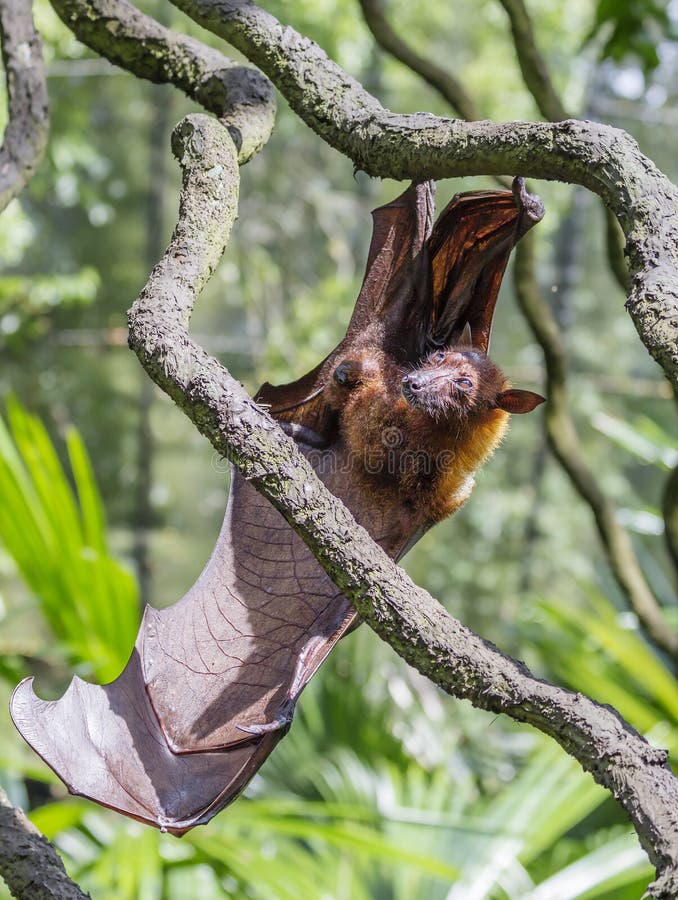 Flying Fox. stock image. Image of mammal, calonge, color - 103537703
