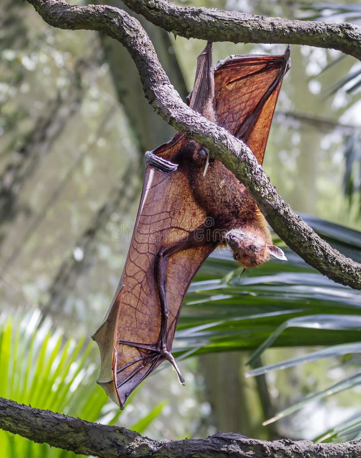 Flying Fox. stock image. Image of color, summer, brown - 103538041