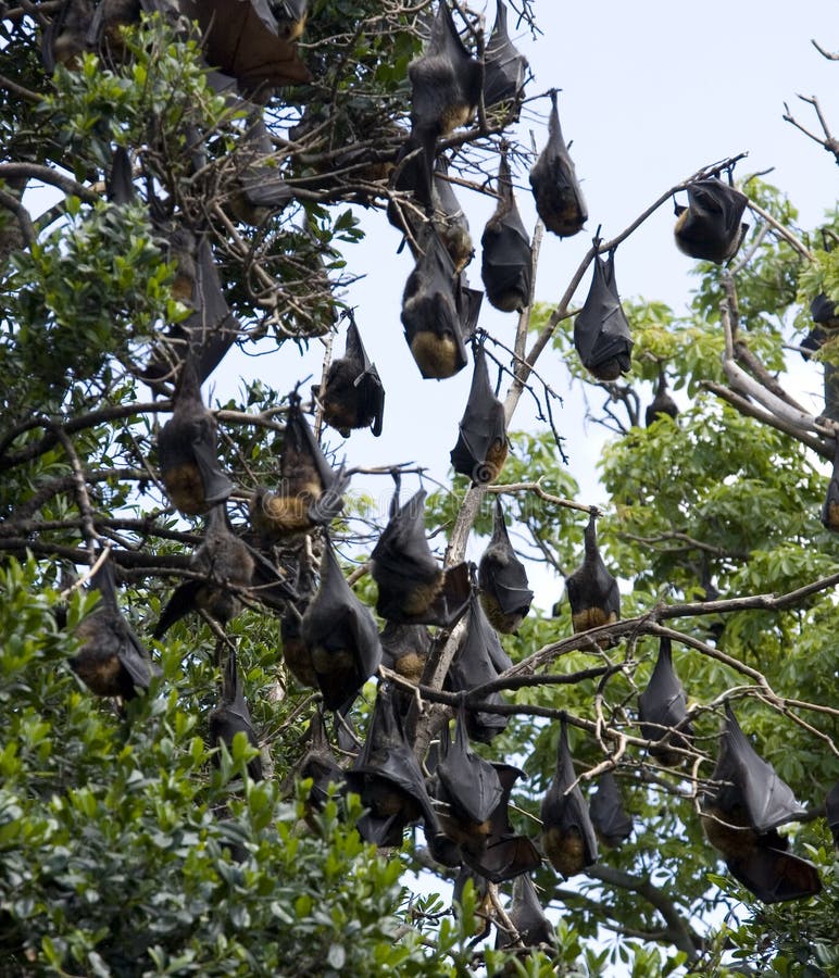 Flying foxes stock photo. Image of bats, branches, sydney - 10979914