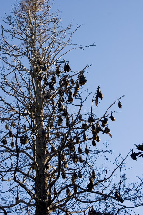 Flying foxes stock photo. Image of rodent, fruit, hang - 29008898