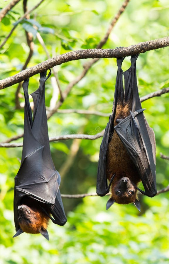 Flying Fox (Pteropus) stock photo. Image of scary, rainforest - 43114762