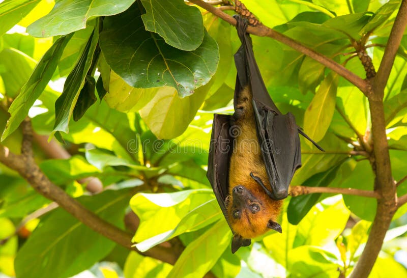 Flying foxes stock image. Image of asia, scapulatus, flying - 28117799