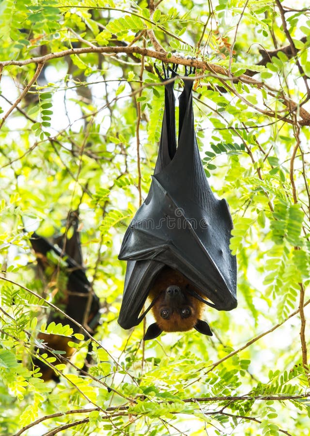 Flying fox stock photo. Image of fruit, hanging, yellow - 17553222
