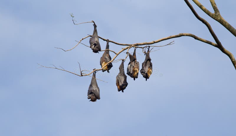 Flying Foxes Bats Hanging from Tree Stock Image - Image of large, park ...
