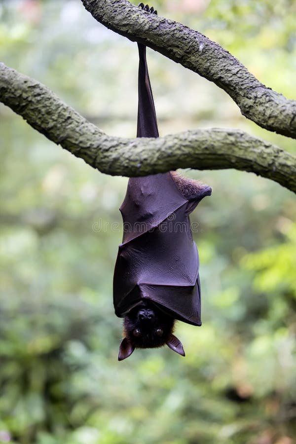 Flying Foxes Gold Resting on a Branch Hanging Stock Image - Image of ...