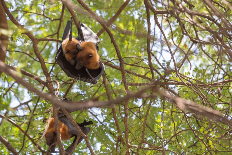 Flying Foxes Hanging on a Tree Stock Photo - Image of tropical, mammal ...