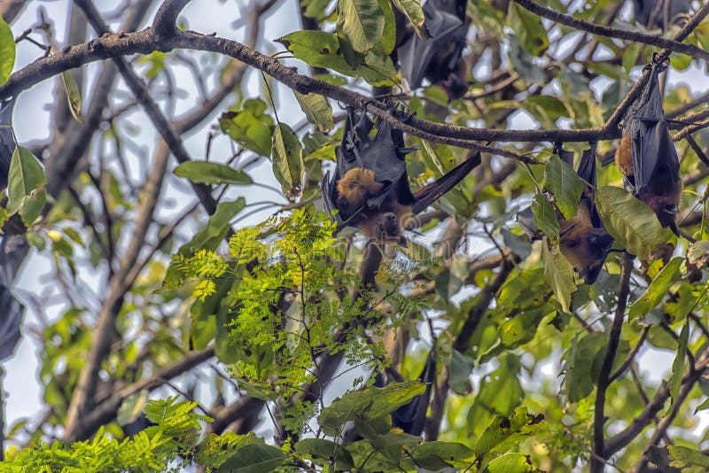 Flying Foxes Hanging on a Tree Stock Image - Image of daytime, claws ...