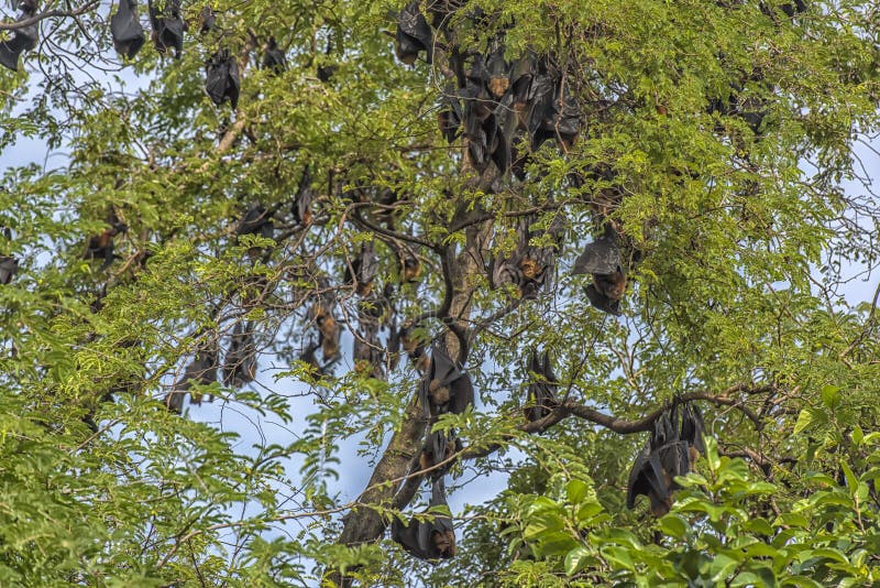 Flying Foxes Hanging on a Tree Stock Image - Image of asia, pteropus ...