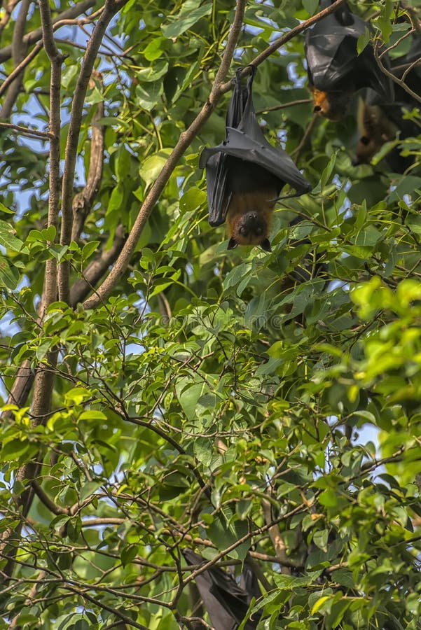 Flying Foxes Hanging on a Tree Stock Image - Image of fruit, national ...