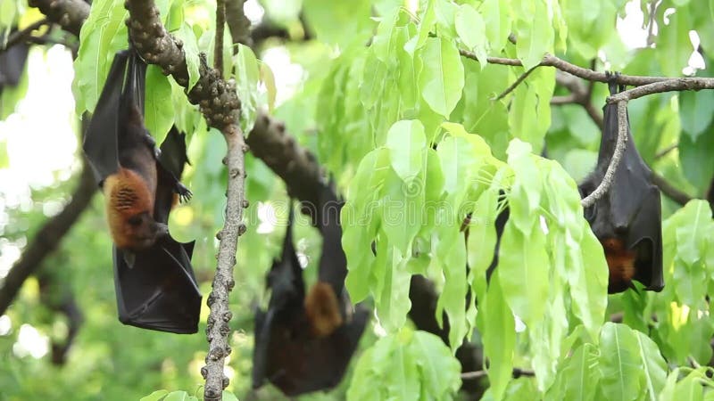A Flying Fox Hanging Upside Down on a Tree Branch, Argentina Stock ...