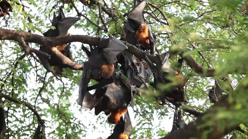 A Flying Fox Hanging Upside Down on a Tree Branch, Argentina Stock ...