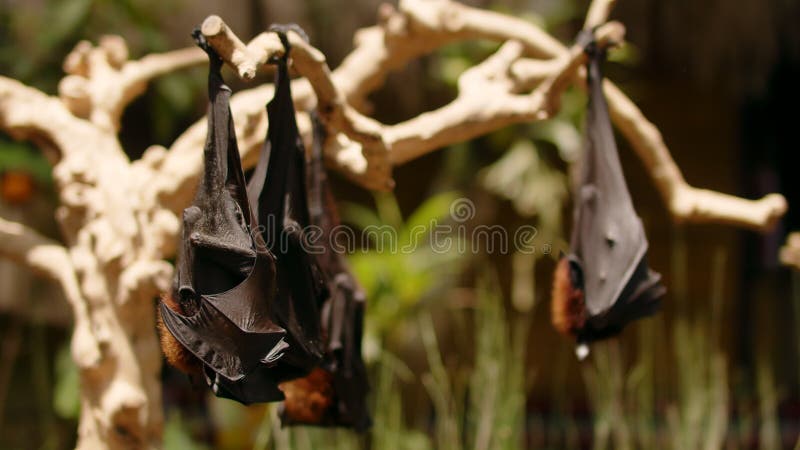 Flying Foxes Hanging Upside Down on a Branch, Bats Sleeping in a Tree ...