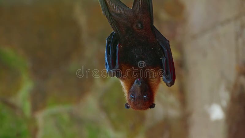 Flying Foxes are Hanging Upside Down in the Jungle during Daylight ...
