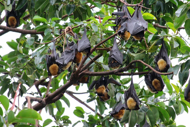 Flying foxes stock image. Image of nature, outback, flying - 107039121