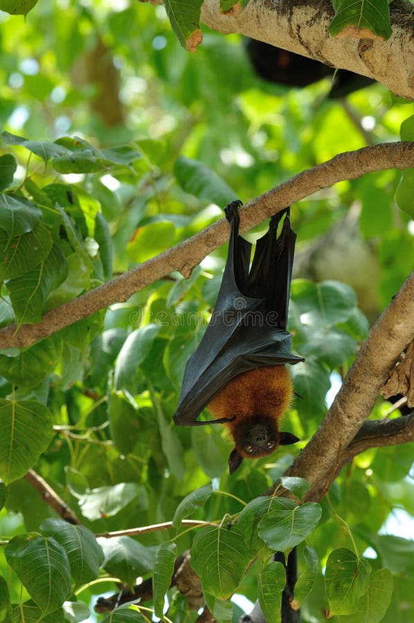Two Flying Foxes Megabats Sleeping in Eucalyptus Tree at Karijini ...