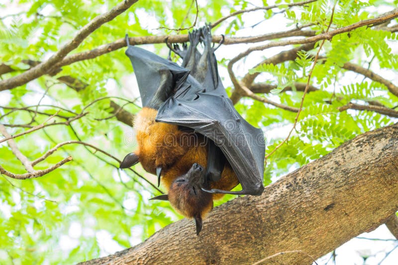 Flying foxes stock photo. Image of pteropus, foxes, flyingfox - 40754328