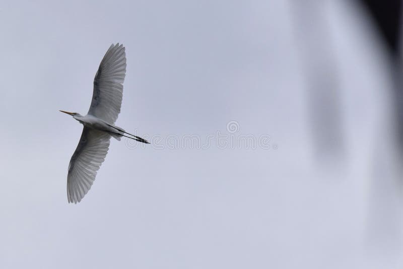 Birds flying freely stock image. Image of color, animal - 144914891