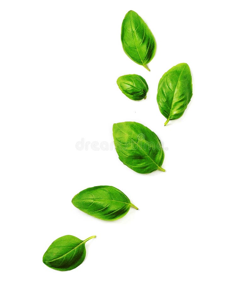 Basil Leaf Png