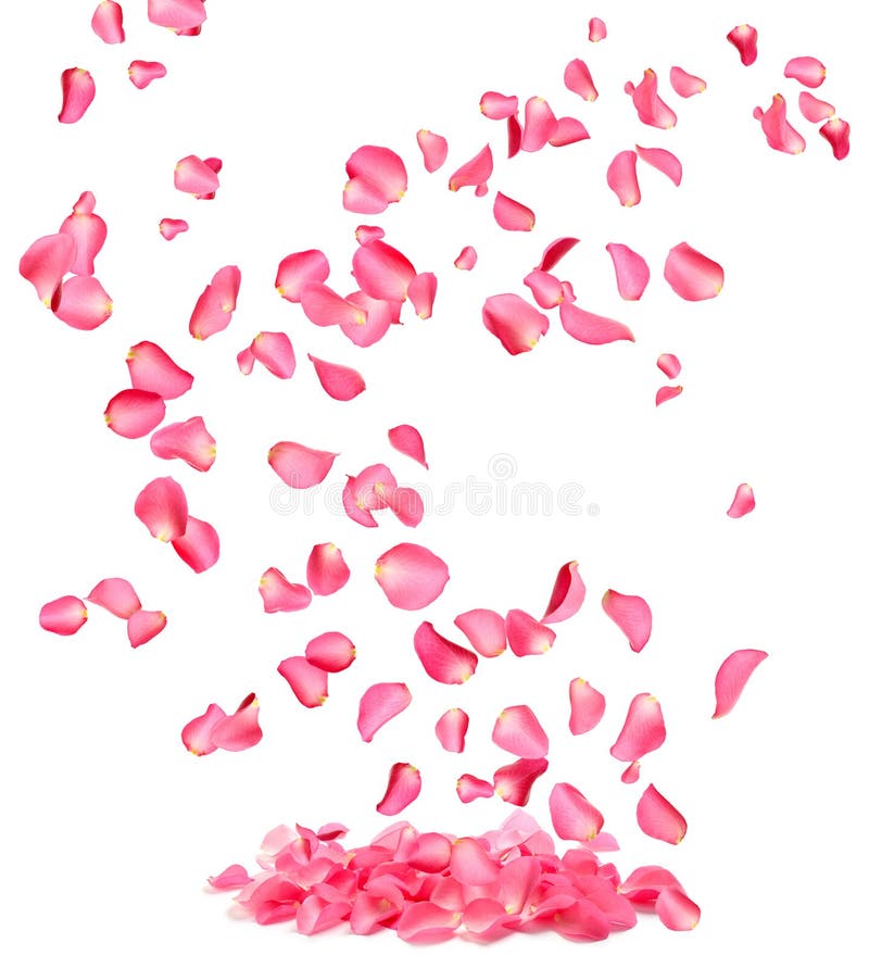 Flying Fresh Pink Rose Petals on Background Stock Photo - Image of ...