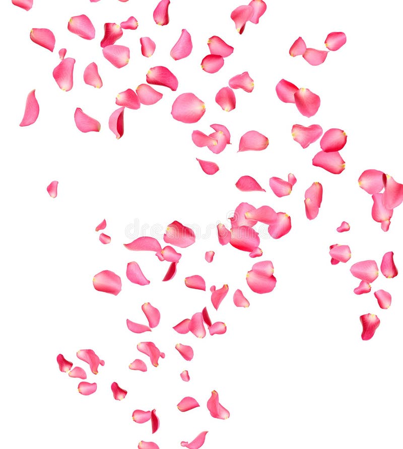 Flying Fresh Pink Rose Petals on Background Stock Photo - Image of ...