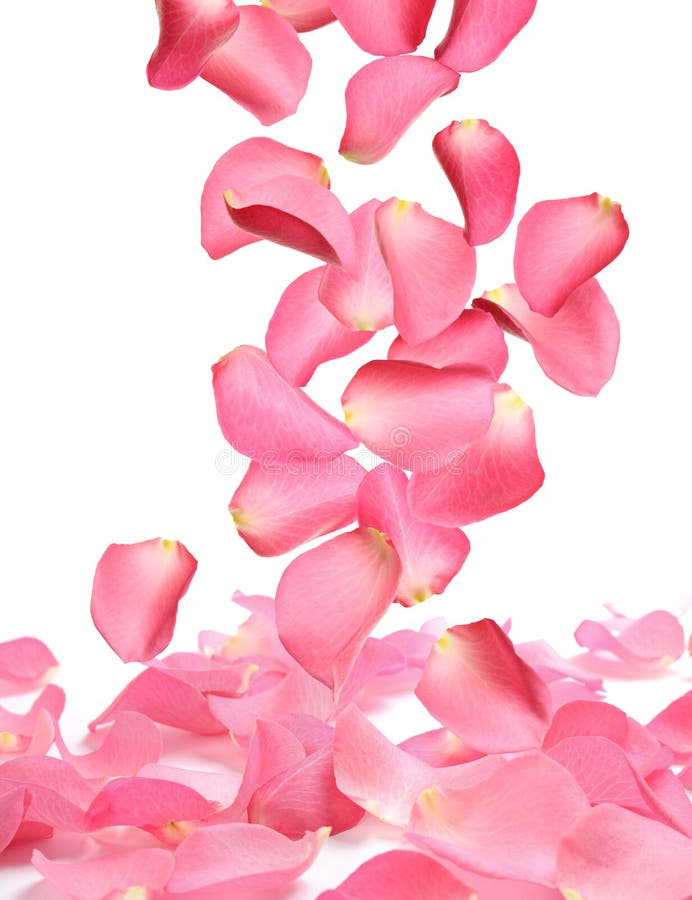 Flying Fresh Pink Rose Petals on Background Stock Image - Image of ...