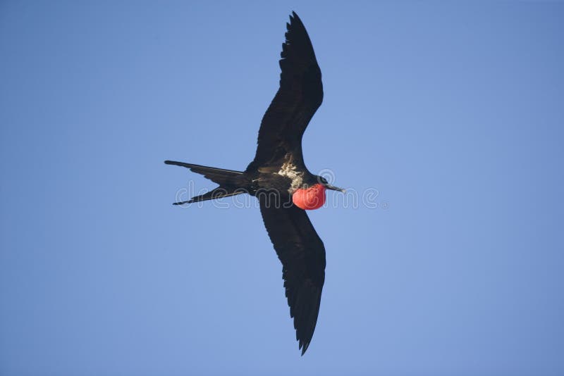 Great Frigatebird Flying stock image. Image of predator - 5102815