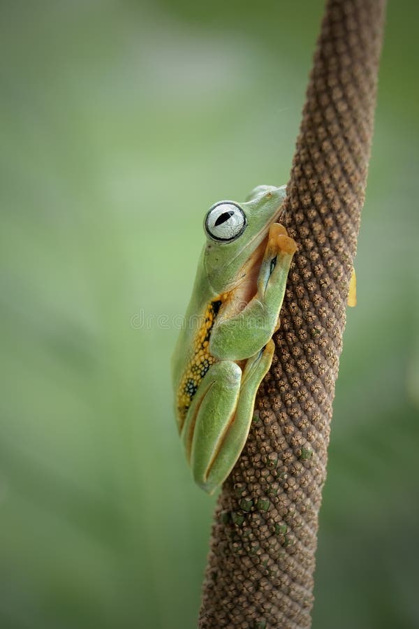 Flying frog stock image. Image of branch, forest, color - 263313133