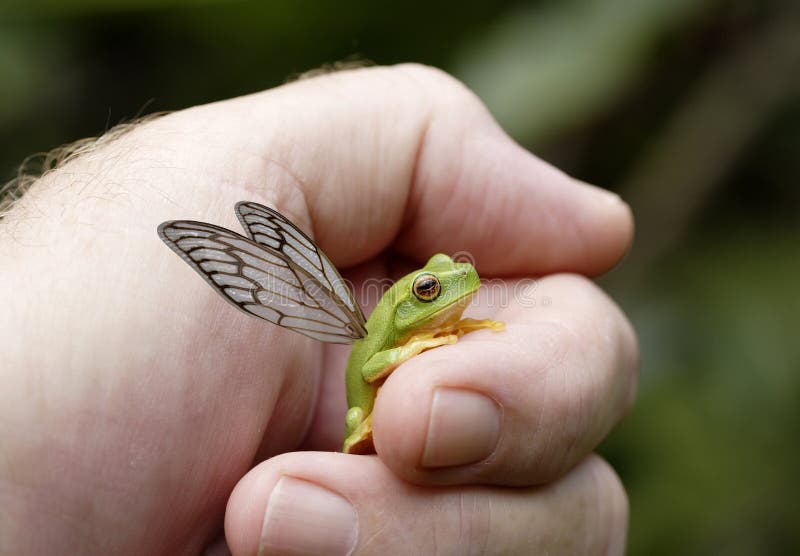 Flying frog stock image. Image of fragile, flying, hand - 467889