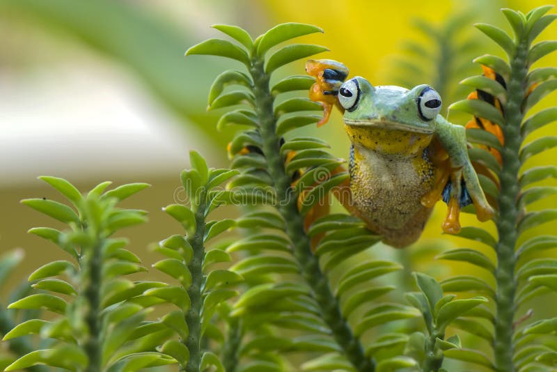 Flying Frog stock photo. Image of nopeople, green, frog - 125178070