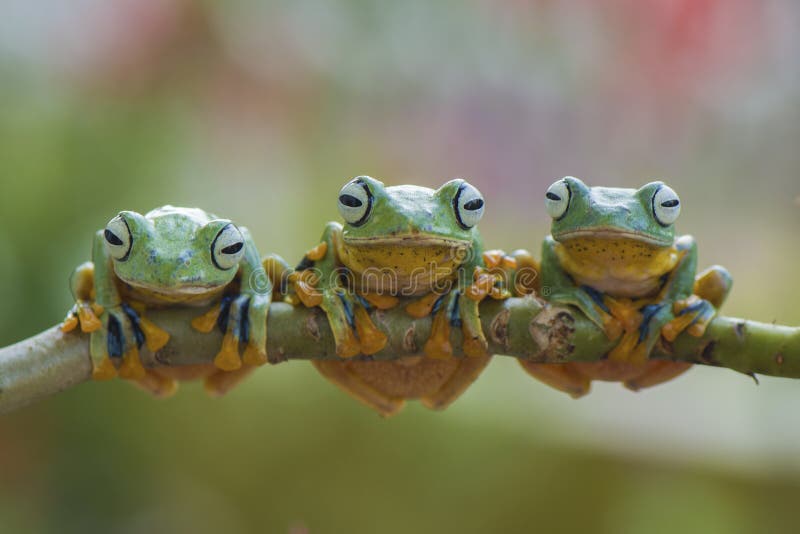 Flying Frog, Tree Frog, Frog, Dumpy Frog, Stock Photo - Image of green ...