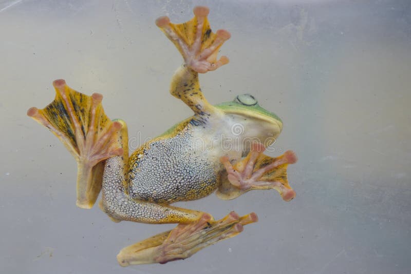 Flying frog stock image. Image of nature, fauna, nopeople - 125182549