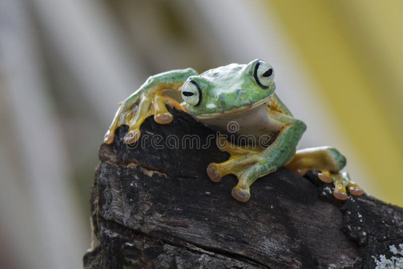 Flying frog stock image. Image of nature, nopeople, treefrog - 125182567