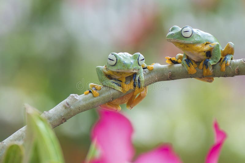 Flying frog stock image. Image of nopeople, amphibian - 125182615