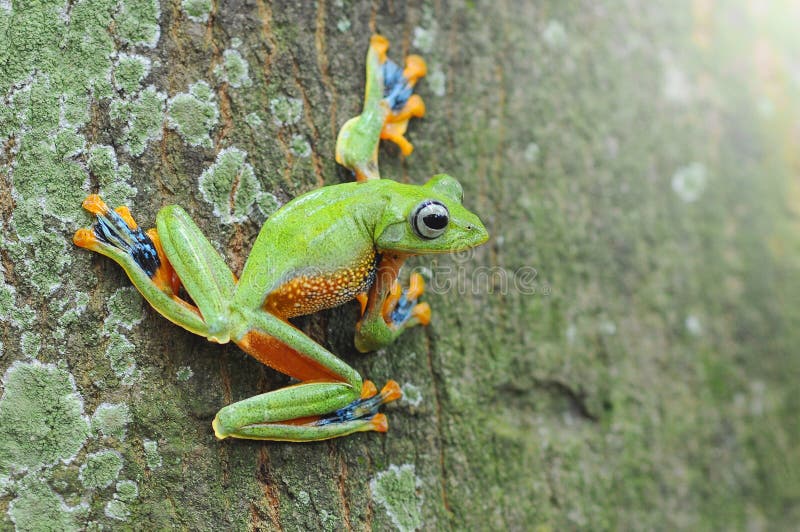 Flying Frog, Frogs, Tree Frog, Stock Photo - Image of animal ...