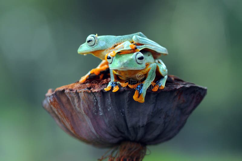 Flying Frog, Frogs, Tree Frog, Stock Image - Image of fish, multi ...