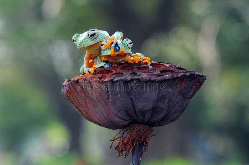 Flying Frog, Frogs, Tree Frog, Stock Image - Image of flying, fish ...