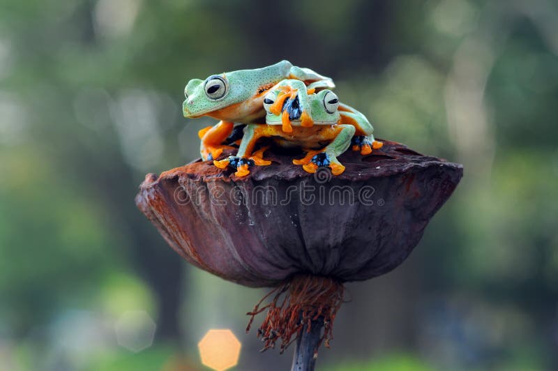 Flying Frog, Frogs, Tree Frog, Stock Image - Image of flying ...