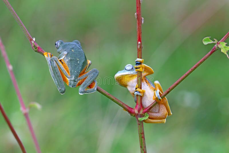 Flying Frog, Javan Tree Frog, Rhacophorus Reinwartii Stock Image ...