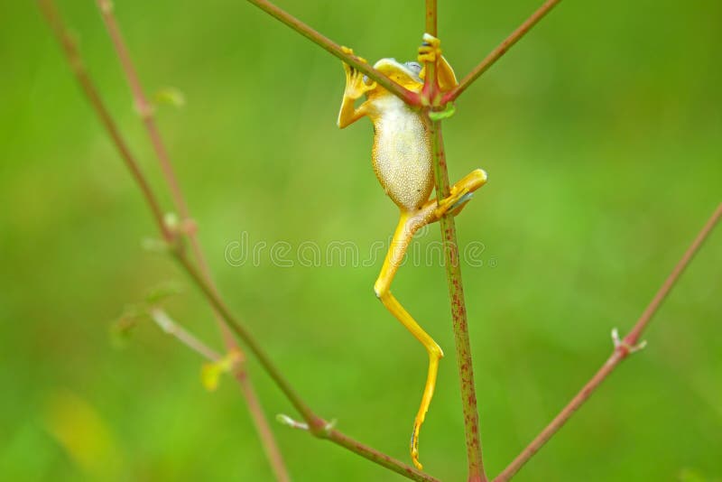 Flying Frog, Javan Tree Frog, Rhacophorus Reinwartii Stock Image ...