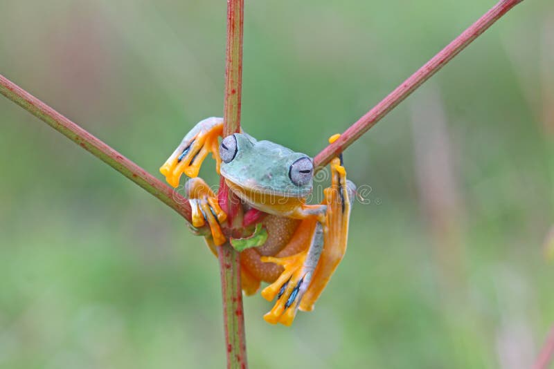 Flying Frog, Javan Tree Frog, Rhacophorus Reinwartii Stock Photo ...