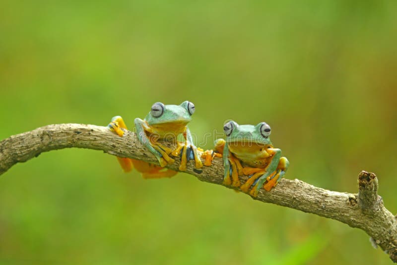 Flying Frog, Javan Tree Frog, Rhacophorus Reinwartii Stock Image ...