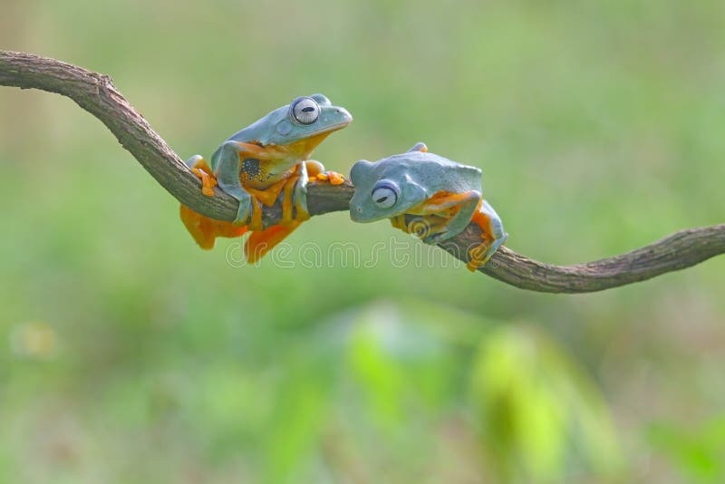 Flying Frog, Javan Tree Frog, Rhacophorus Reinwartii Stock Image ...